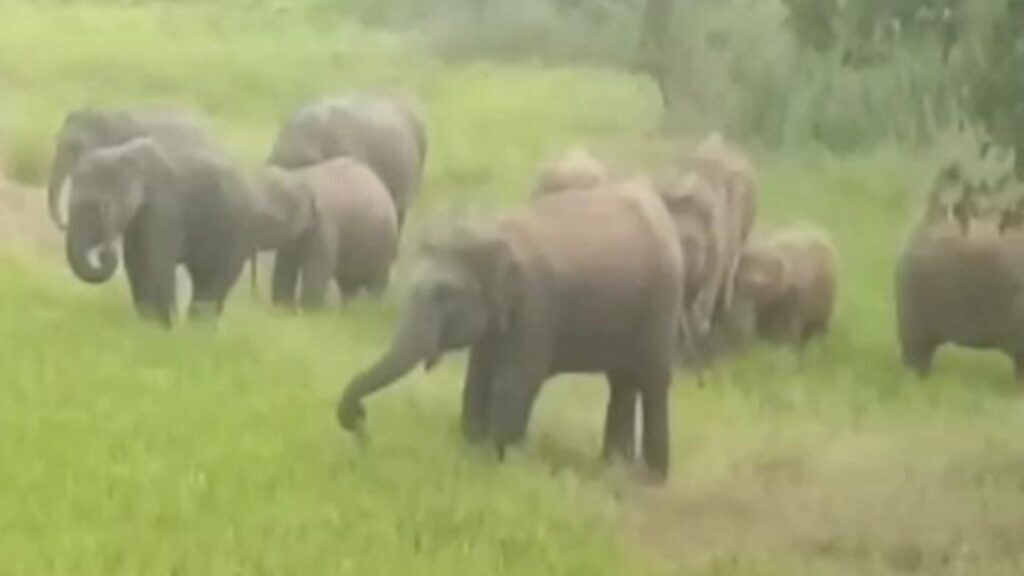 A Group Of 40 Elephants Created Havoc In Pathalgaon, Licked Hundreds Of ...