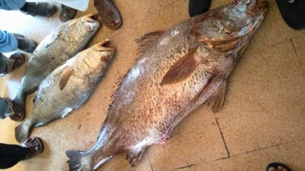 Pakistani Fisherman Earns Rs 7 Crore Selling Golden Fish Trapped in Net