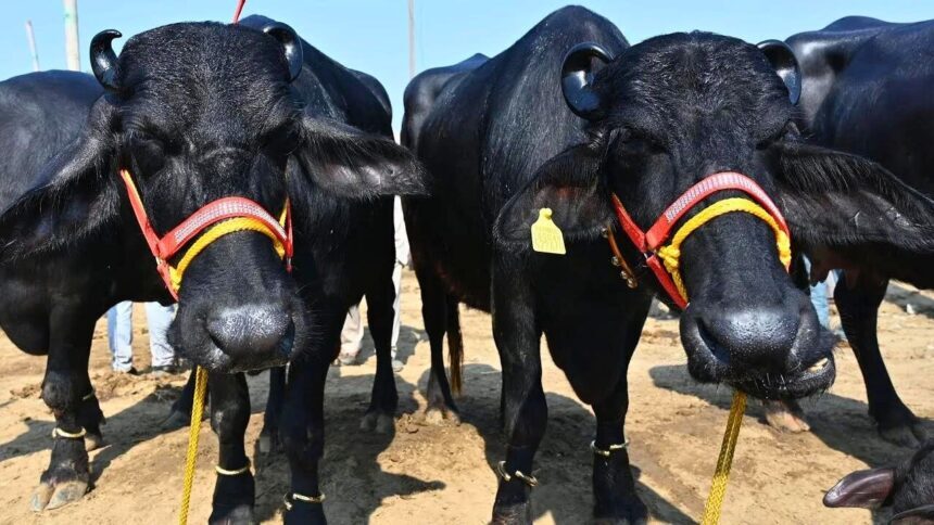 If You Are Going To Buy Murrah Buffalo, Then Know Its Important Identity